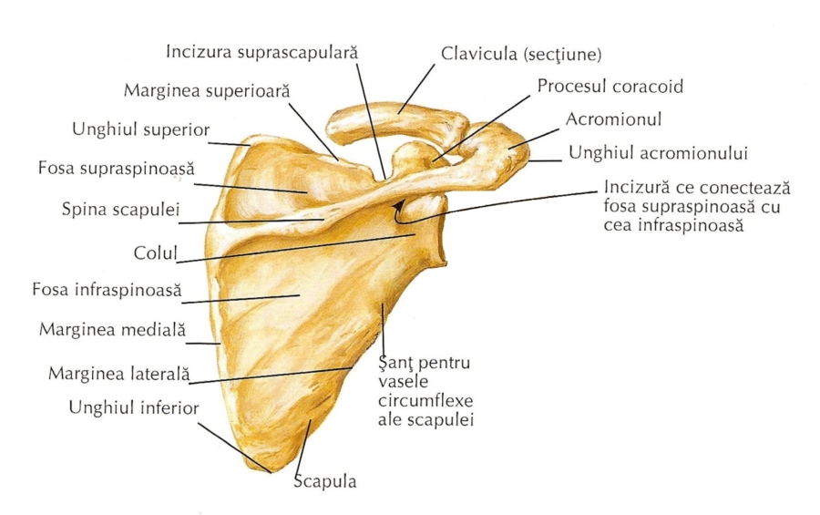 Fractura de col chirurgical al scapulei - cauze, simptome, tratament